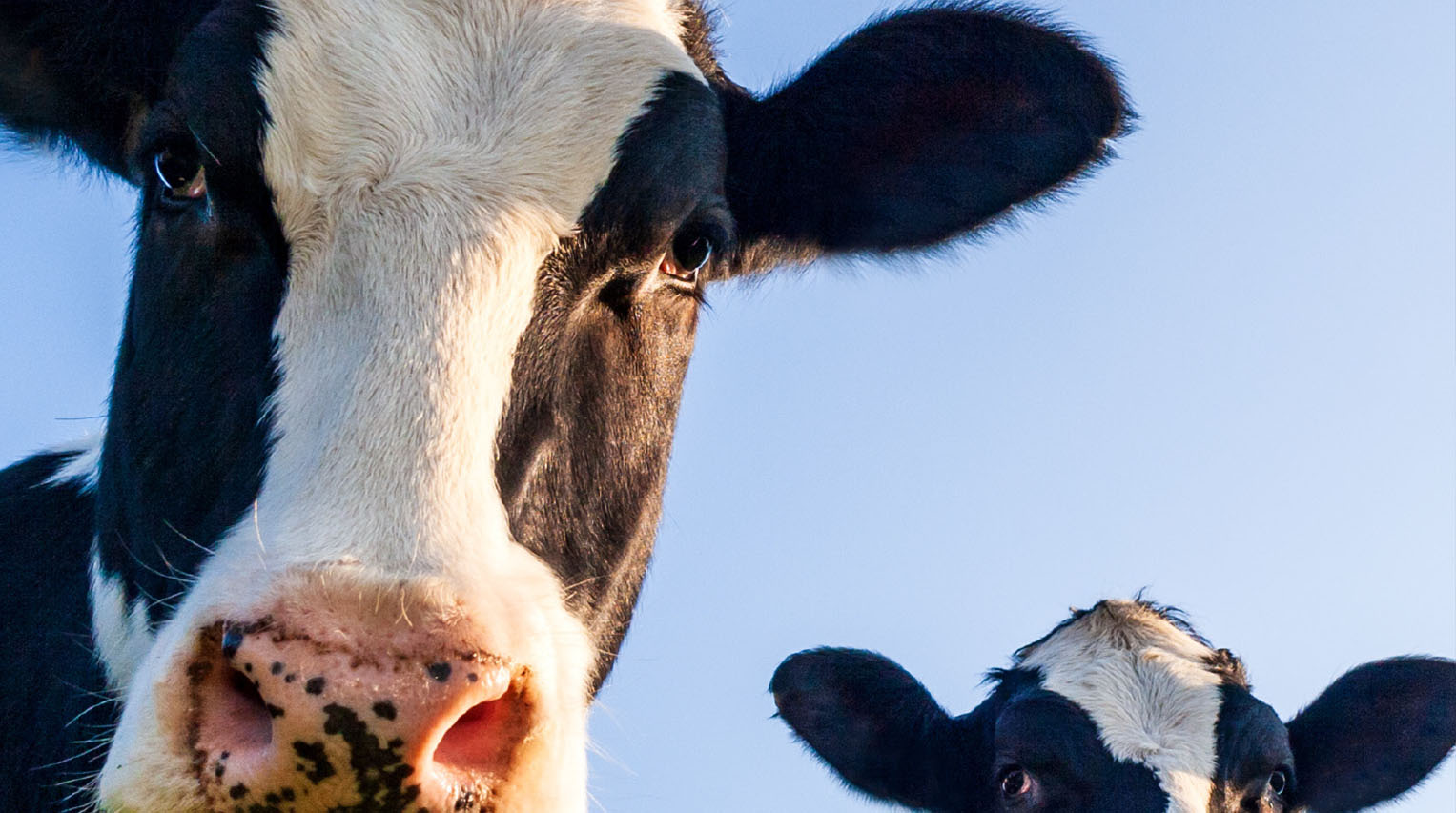 AN SCI 102 Animal Health 1 | University of Idaho Keep Learning